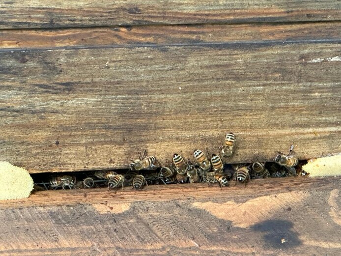 Bijenziekte slaat toe in Molenbeek: “Besmet materiaal of besmette ...