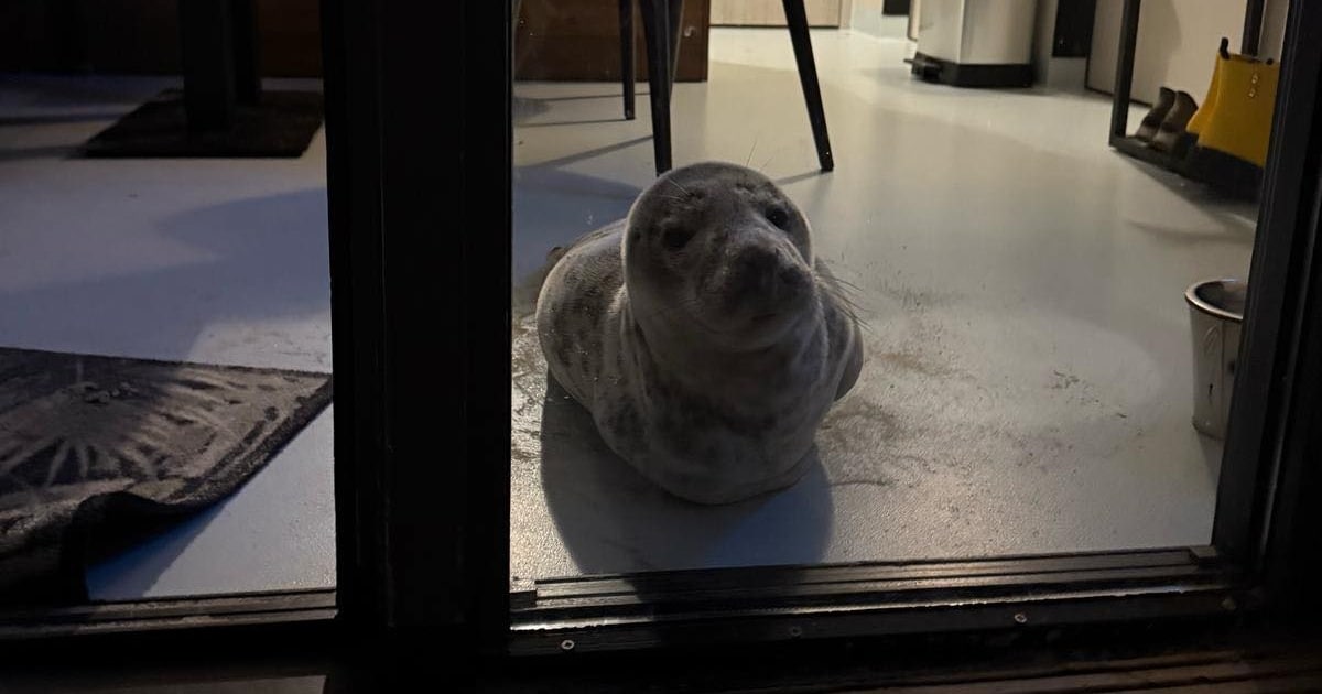 Nieuwe beelden tonen hoe hotelgasten snurkende zeehond in hun kamer ...
