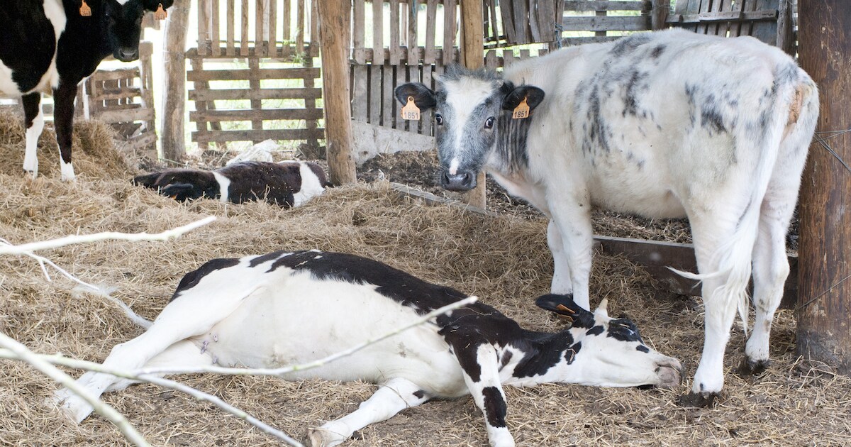 Dertien dode koeien dan toch niet vergiftigd | Geetbets | HLN.be