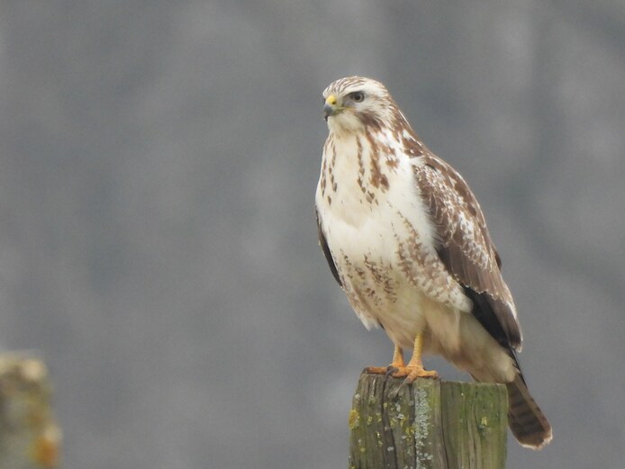 VOC Malderen vangt witte buizerd op: “Hij gaat goed vooruit, maar moet ...