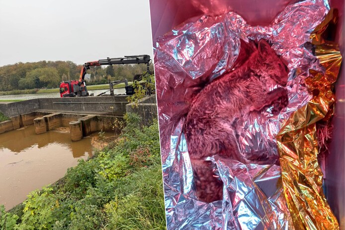 Brandweer redt vos uit Nete in Lier: “Het diertje heeft het helaas niet ...