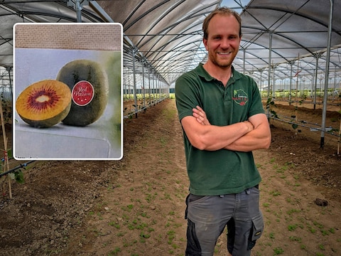 Exotisch fruit van West-Vlaamse bodem: Wim (37) en Koen (45) kweken ...