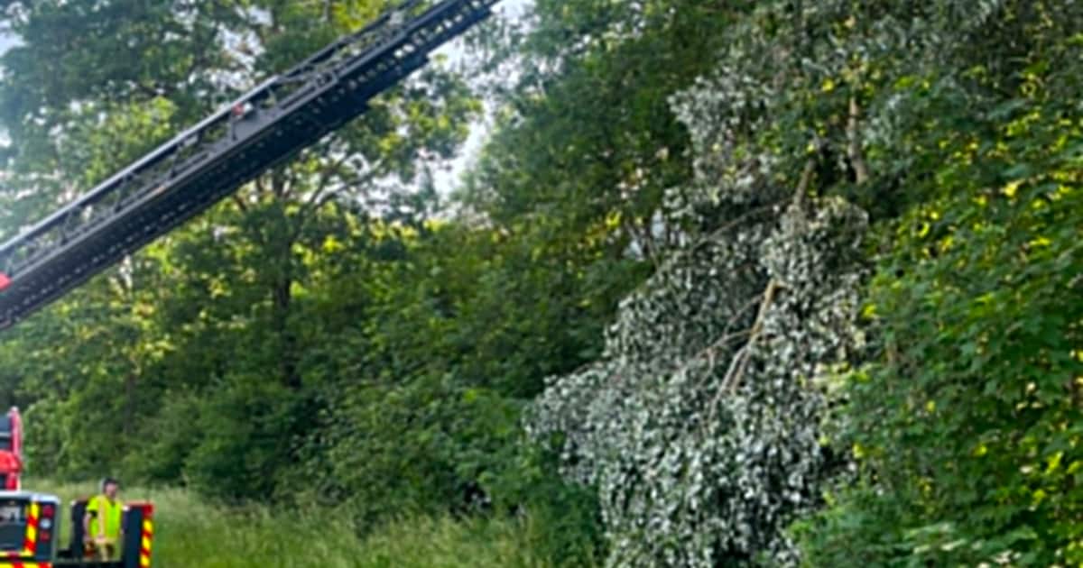 Brandweer Lede rukt uit voor geknakte boom op Steenweg op Dendermonde ...