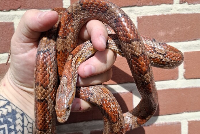 Wie mist zijn huisdier? Bewoner treft rattenslang aan in garage in ...