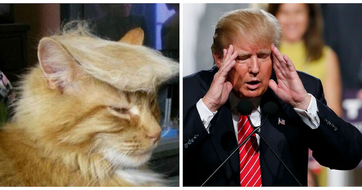 #TrumpYourCat: baasjes meten hun kat het iconische kapsel van Donald ...