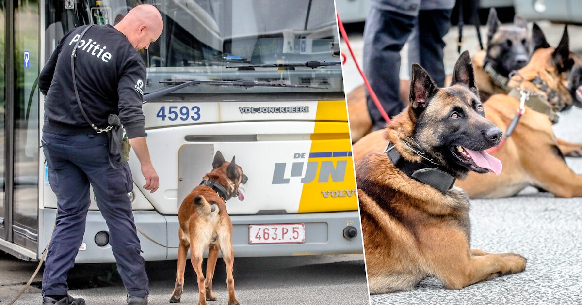 REPORTAGE. Op pad met de West-Vlaamse politiehonden: “Cash geld vinden ...