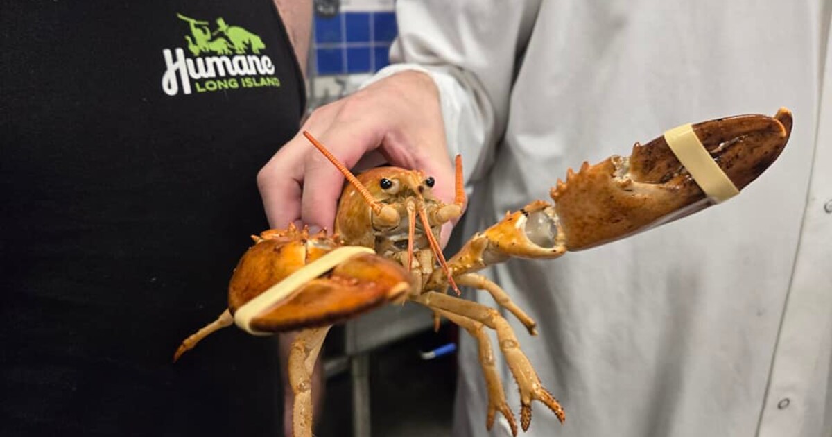 Zeldzame albinokreeft uit supermarkt gered en teruggebracht naar zee ...