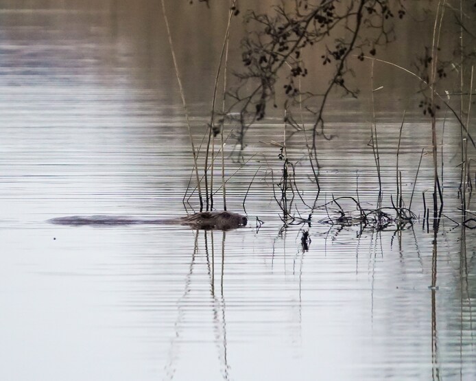 Bever actief in Scheps: wandelpad tijdelijk verlegd | Balen | hln.be