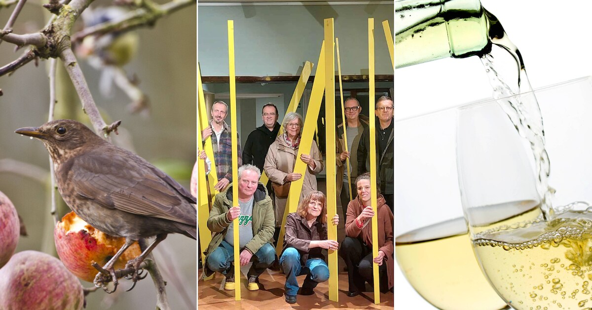Wat te doen in Zuid-West-Vlaanderen dit weekend? Van vogels tellen tot ...