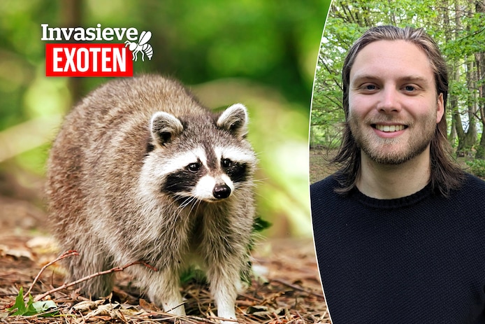 De gewone wasbeer verschijnt vaker in ons land, maar hoort hier niet ...