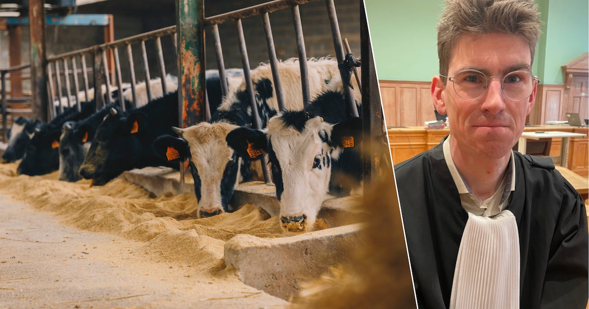 Dronken bestuurder (23) rijdt tegen paal, nu krijgt melkveehouder om ...