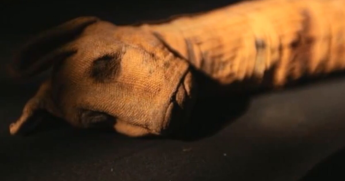 Mysterie rond lege Egyptische dierenmummies opgehelderd | Nieuws | HLN.be