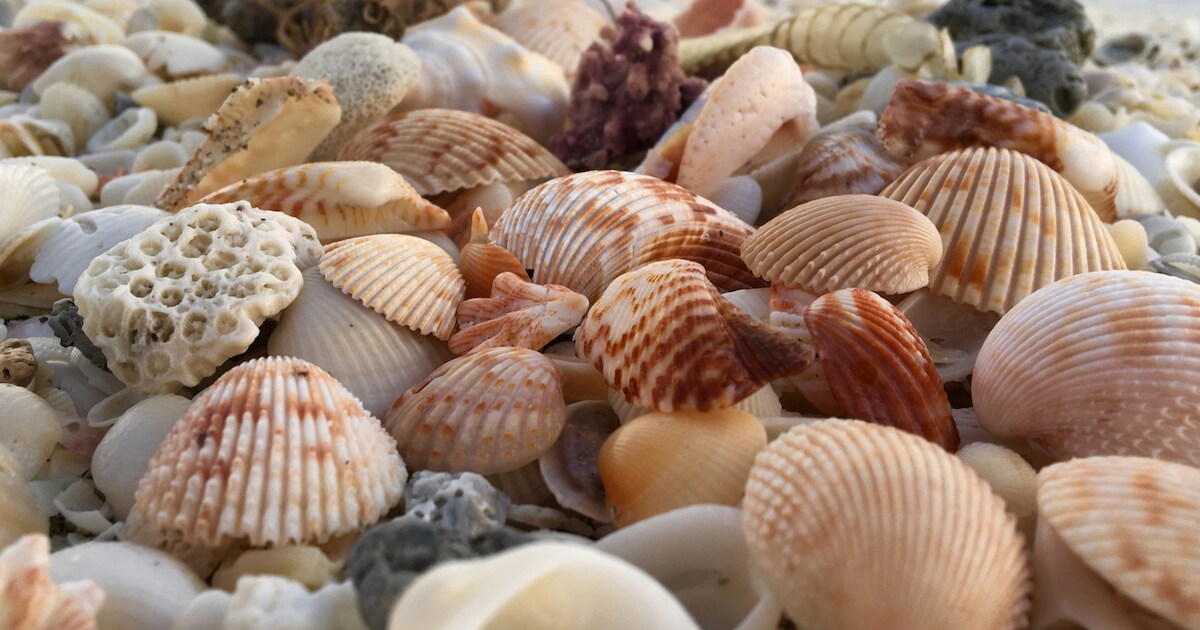 Bereid je voor op Grote Schelpenteldag in Oostende met leermoment ...