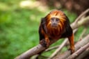 Zoo in de bres voor goudkopleeuwapen in Braziliaans regenwoud: “Om de ...