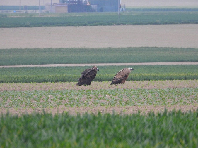 Twee gieren rusten uit in Limburg. En we gaan ze steeds vaker zien ...