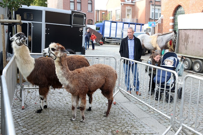 FOTO’S: Zelfs alpaca’s vinden de weg naar de jaarmarkt in Dworp | Regio ...