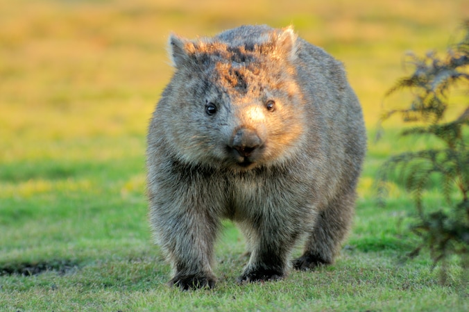 Mysterie ontrafeld: onderzoekers weten eindelijk hoe wombats ...