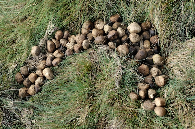 Mysterie ontrafeld: onderzoekers weten eindelijk hoe wombats ...