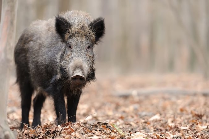 Everzwijnen duiken opnieuw op aan rand van Gent: “Jagers mogen dieren ...