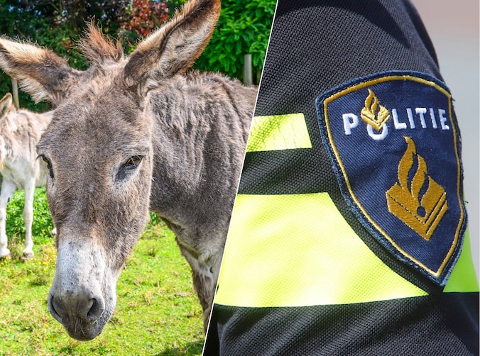 47-jarige Belg aangehouden voor dodelijke mishandeling ezel op ...