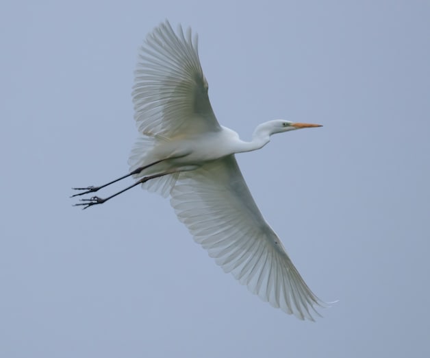 Oogverblindend wit is hij, de grote witte zilverreiger duikt steeds ...