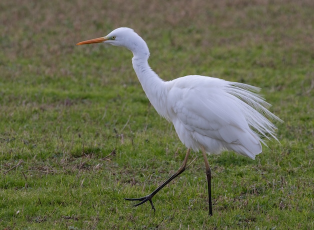 Oogverblindend wit is hij, de grote witte zilverreiger duikt steeds ...