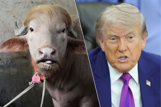 Buffel die opvallend lijkt op Donald Trump lokt massa’s bezoekers naar ...