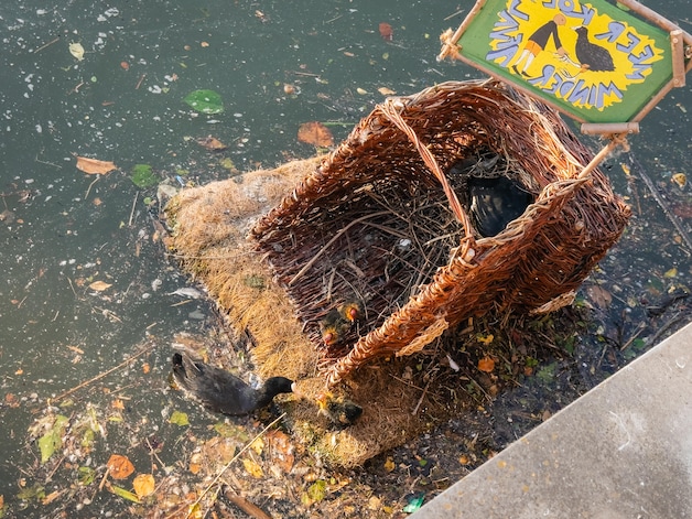 KIJK. Nestje meerkoeten geboren aan de Reep in drijvend nest van Gents ...