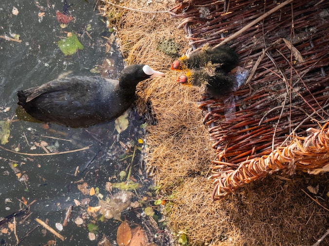 KIJK. Nestje meerkoeten geboren aan de Reep in drijvend nest van Gents ...