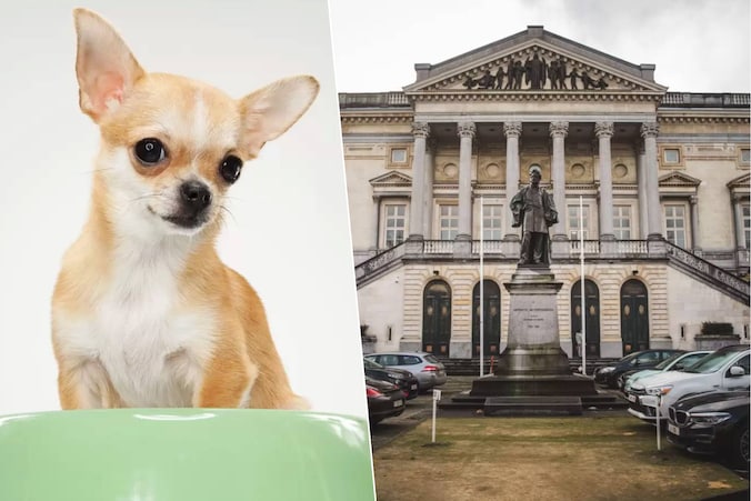 Strijd rond chihuahua Billy gaat verder in Gentse hof van beroep: “Ik ...