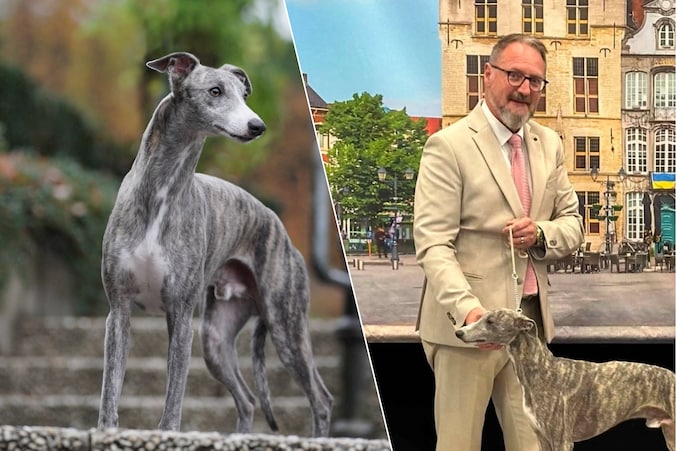 Mooiste hond van België komt uit Heist-op-den-Berg en vertegenwoordigt ...