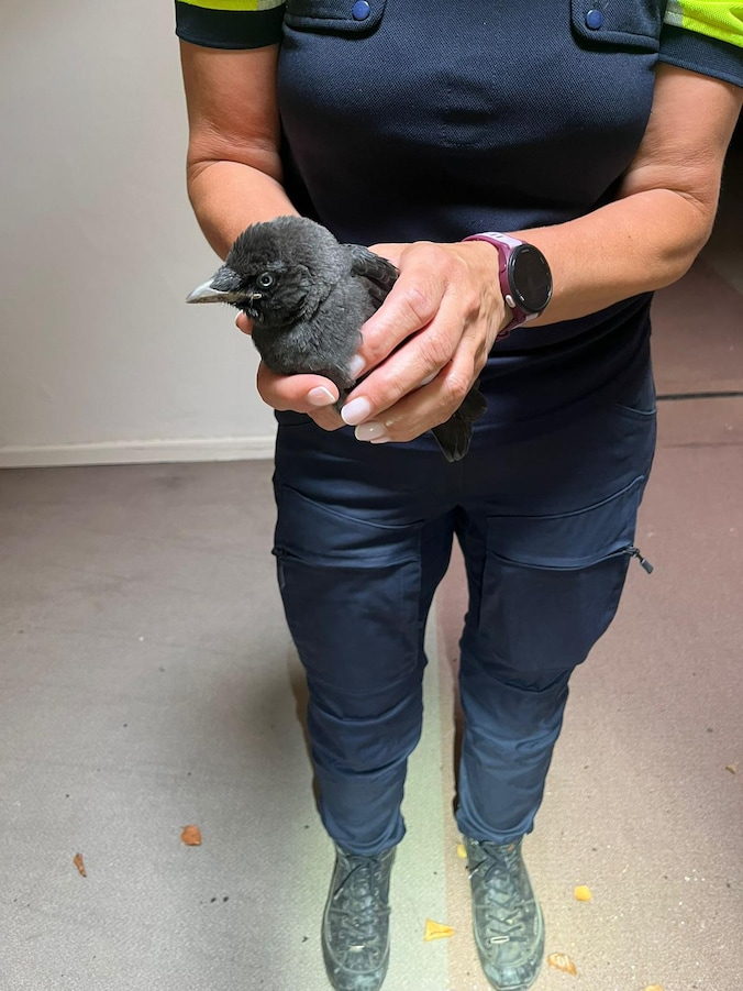Vogeltje zit dagenlang vast in leegstaande winkel: agenten van ...