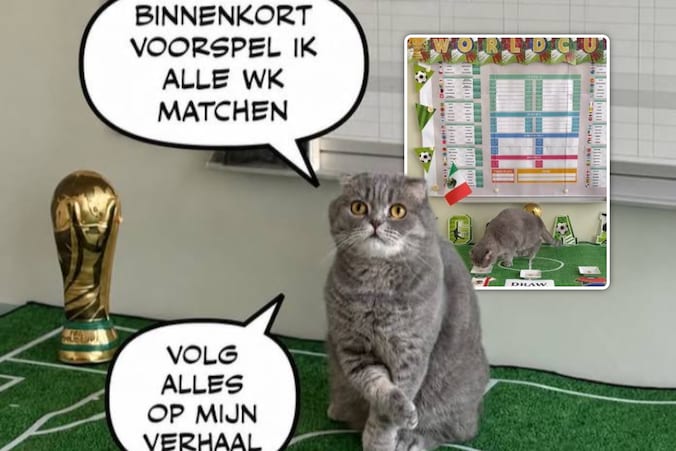 Wetstraat krijgt er analist bij: kat Maximus van premier De Wever gaat ...