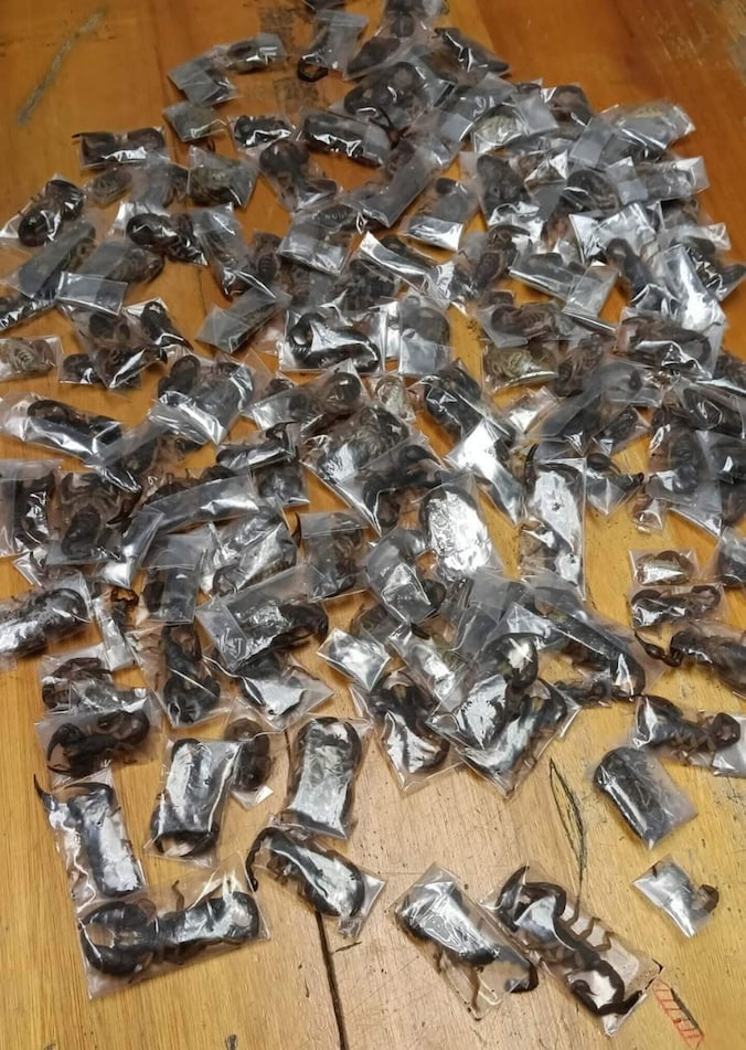 Douane onderschept man met 150 levende schorpioenen op luchthaven ...