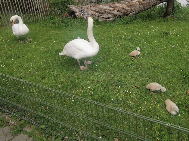 KIJK. Schattige beelden van Brugs zwanenkoppel met hun 3 kleintjes ...