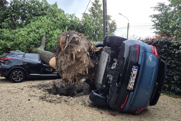Drie auto’s vernield door ontwortelde eik op parking welness in ...