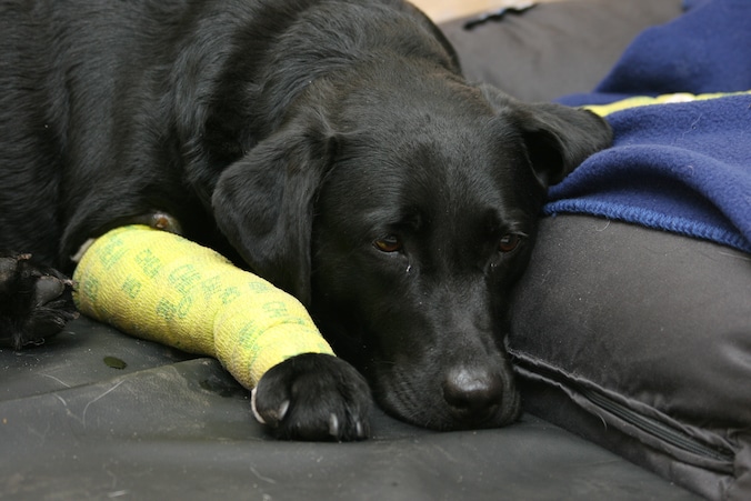 De Natte Neus organiseert lezing over honden-EHBO | Regio | HLN.be