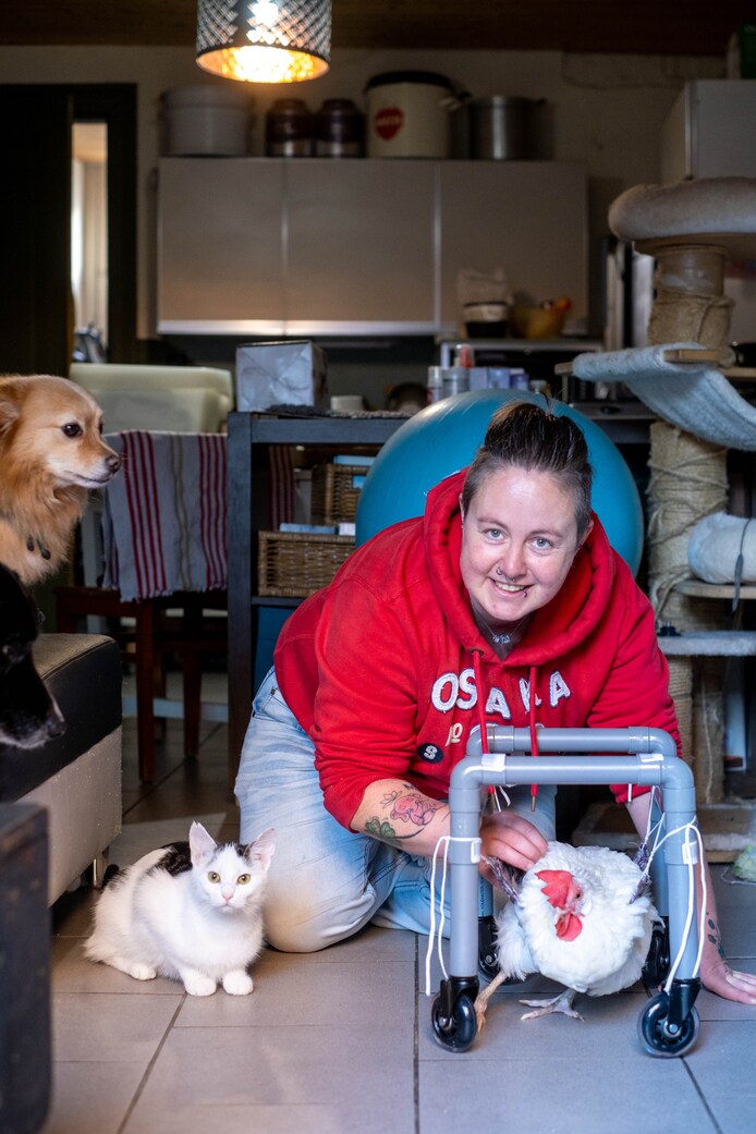Chicken on wheels. Dierenvriend helpt manke kip met zelfgebouwde ‘rolstoel’: “Haar geluk is het ...