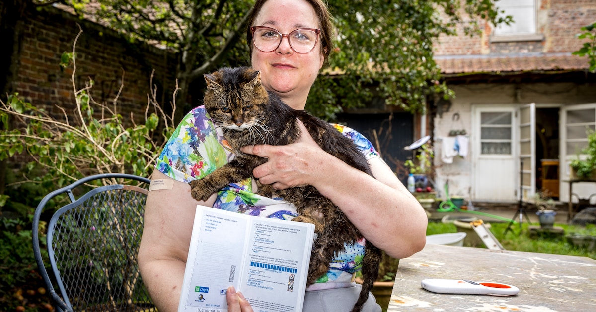 Is dit de oudste poes van het land? Isabelle uit Herzele is 24 jaar en ...