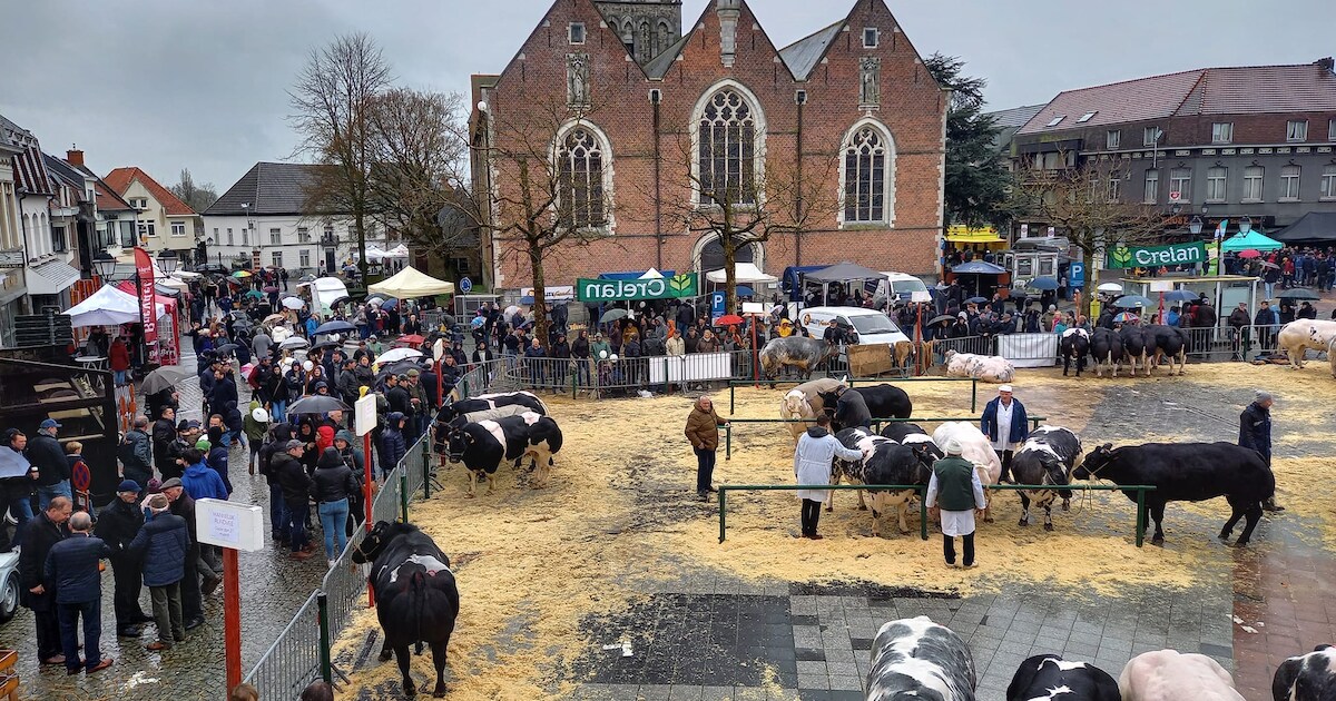 Vette Veemarkt in Zomergem keert ook dit jaar terug: “Niet sleutelen ...