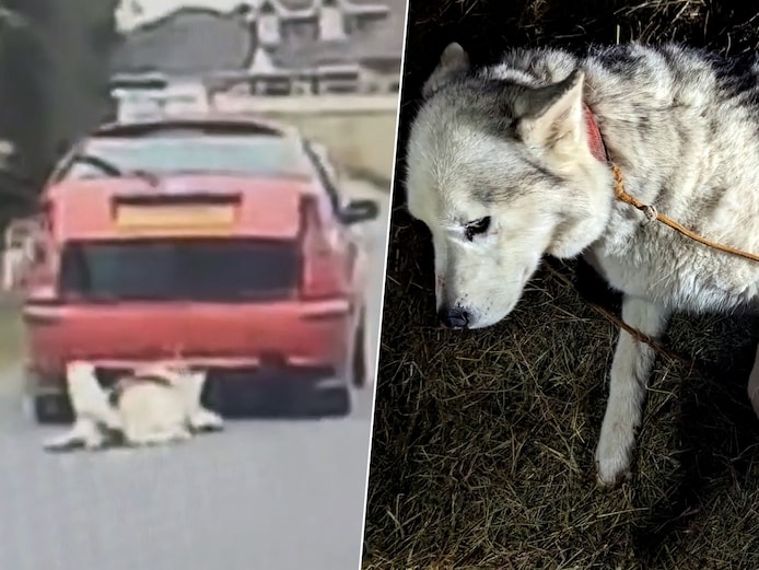 Schokkende beelden tonen hoe Britse boer (65) hond Daisy achter auto ...