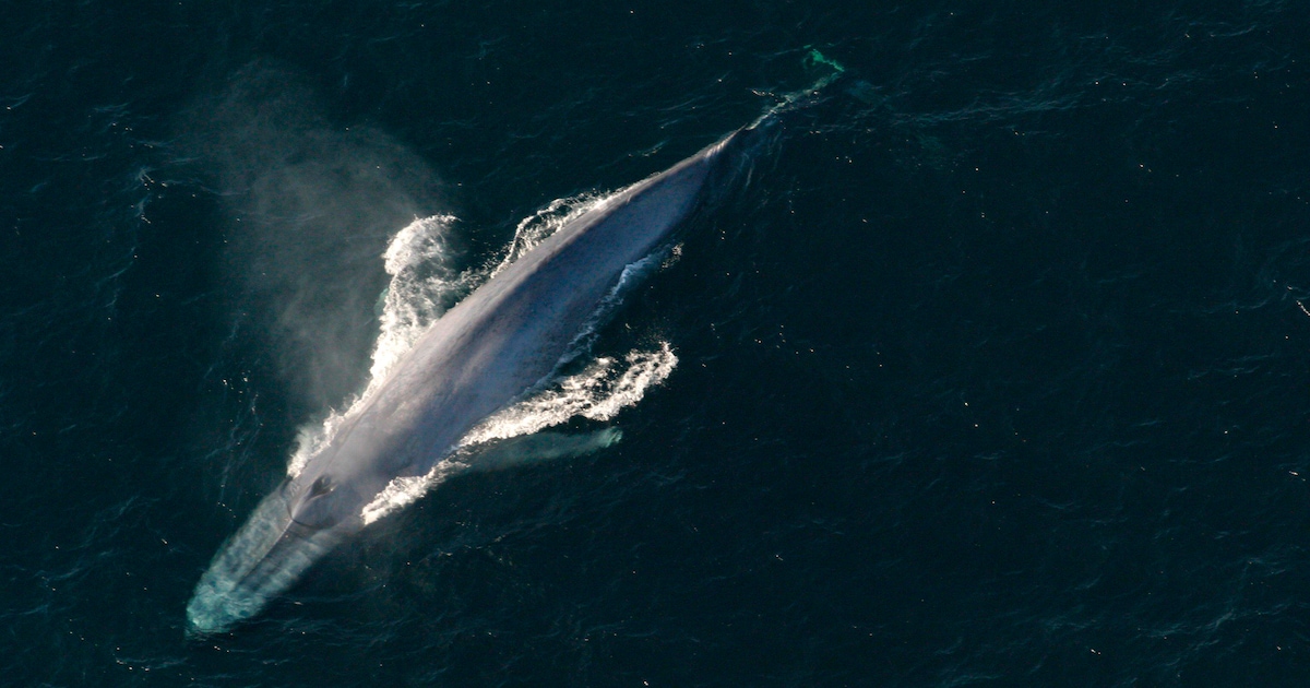 Zeldzame blauwe vinvis gespot aan kust Sydney | Dieren | HLN.be