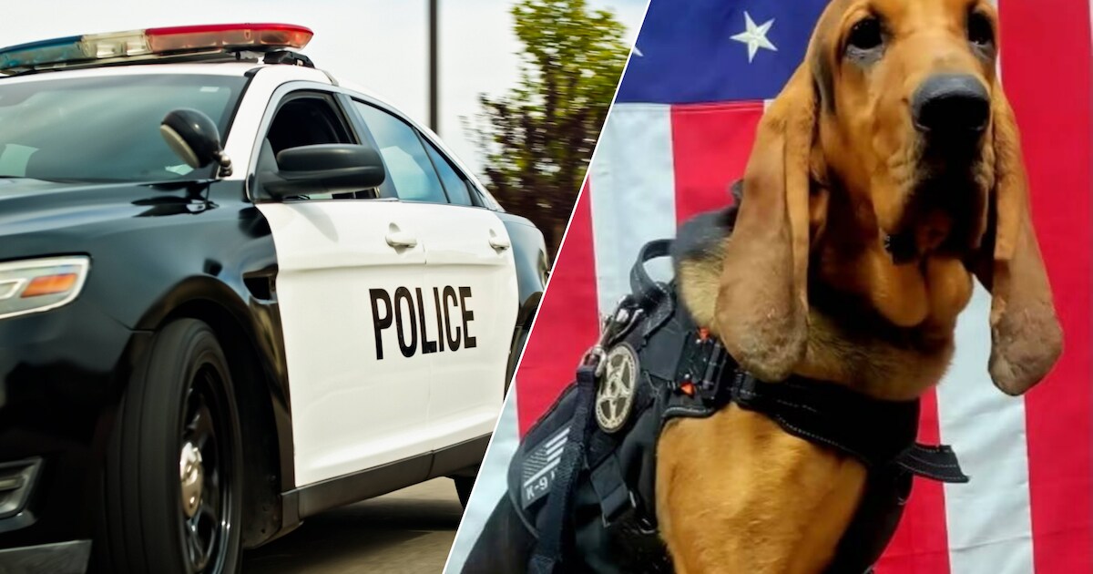 Politiehond sterft in bloedhete combi, agent meteen ontslagen ...