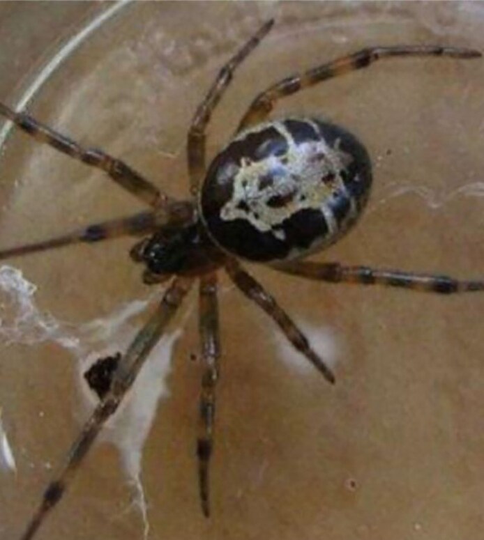 "Alsof ik door bliksem was geraakt": man krijgt zwarte huid door ...