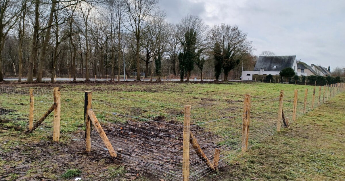 Nieuwe losloopzone voor honden in Weelde-Statie | Ravels | HLN.be