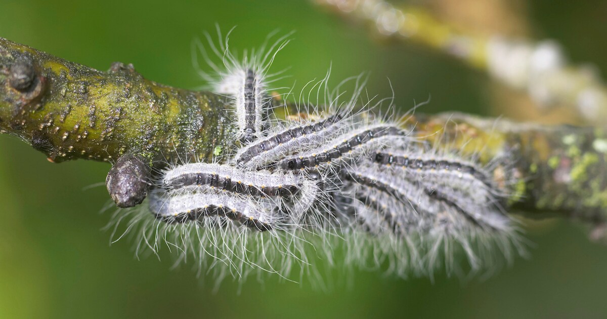 Processierupsen zijn volgend jaar waarschijnlijk met meer | Medisch ...