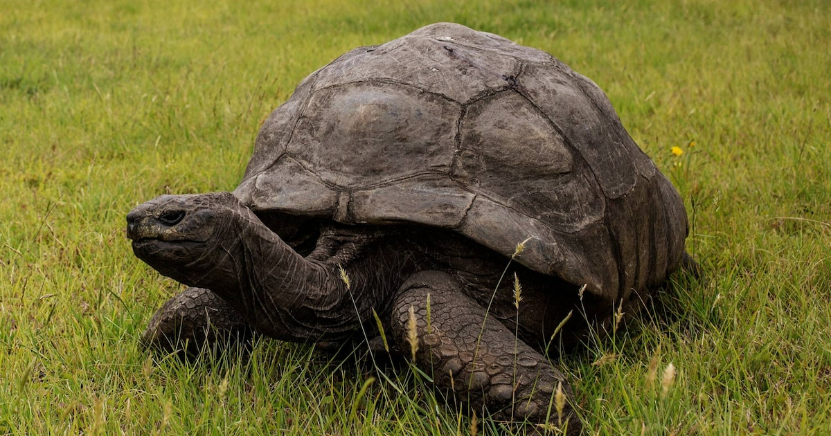 194-jarige schildpad Jonathan uitgeroepen tot Guinness World Records ...