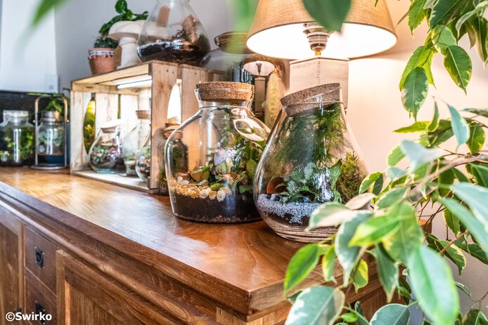 Aalsterse start met ‘Terrariums by Evi’: “Je moet de plantjes bijna ...