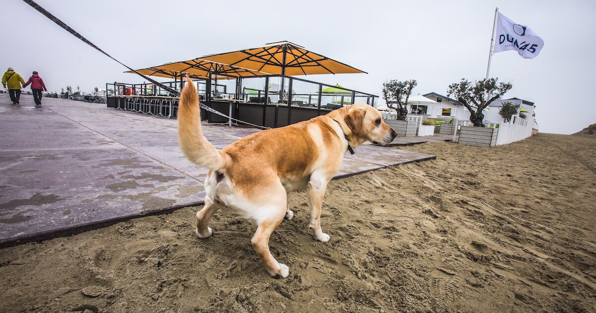 Knokke-Heist gaat komende paasvakantie extra controleren op netheid en ...