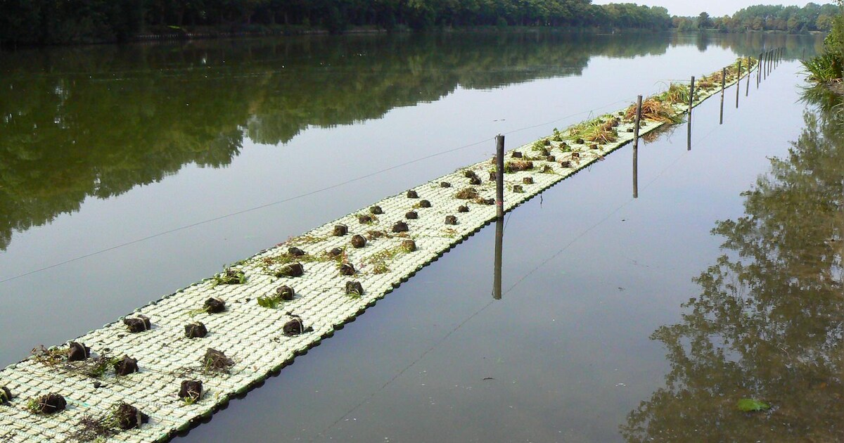 Drijvende matten blijken ideaal voor dieren en planten | Ieper | hln.be